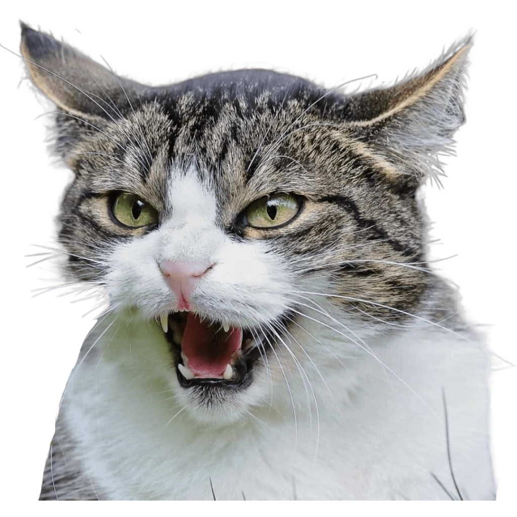 Angry Cat PNG (Free Download)