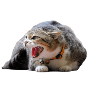 Angry Cat PNG (Free Download)