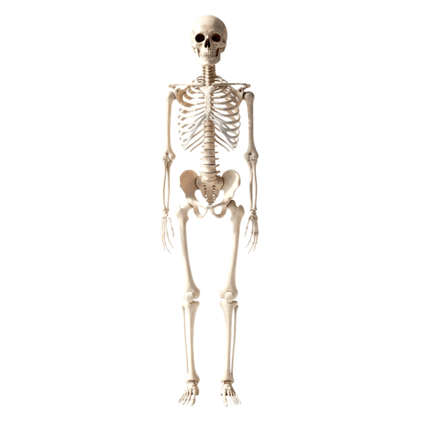 Skeleton PNG (Free Download)